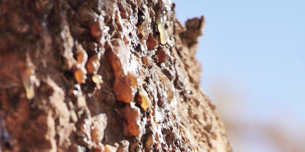 Dragon Blood Resins – 間 MA.KET